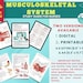 Musculoskeletal System Nursing Study Notes | Anatomy, Physiology, and ...