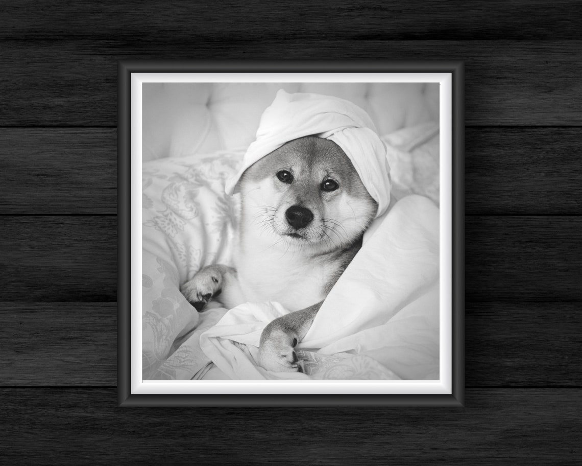 Shiba Inu Printable Wall Art Spa Dog Print Black and White - Etsy