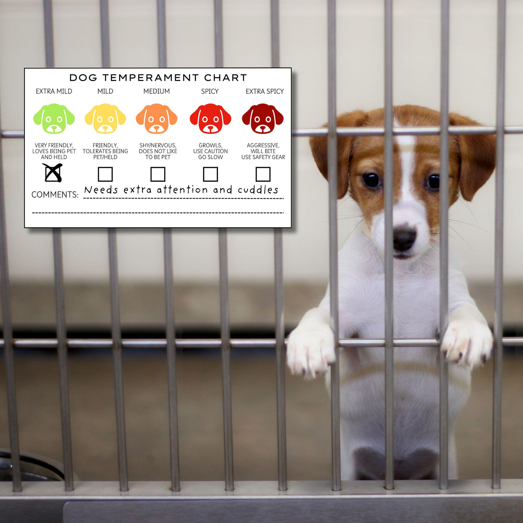 Pet Spice Chart Printable Pet Temperament Labels Veterinary Cage Labels ...