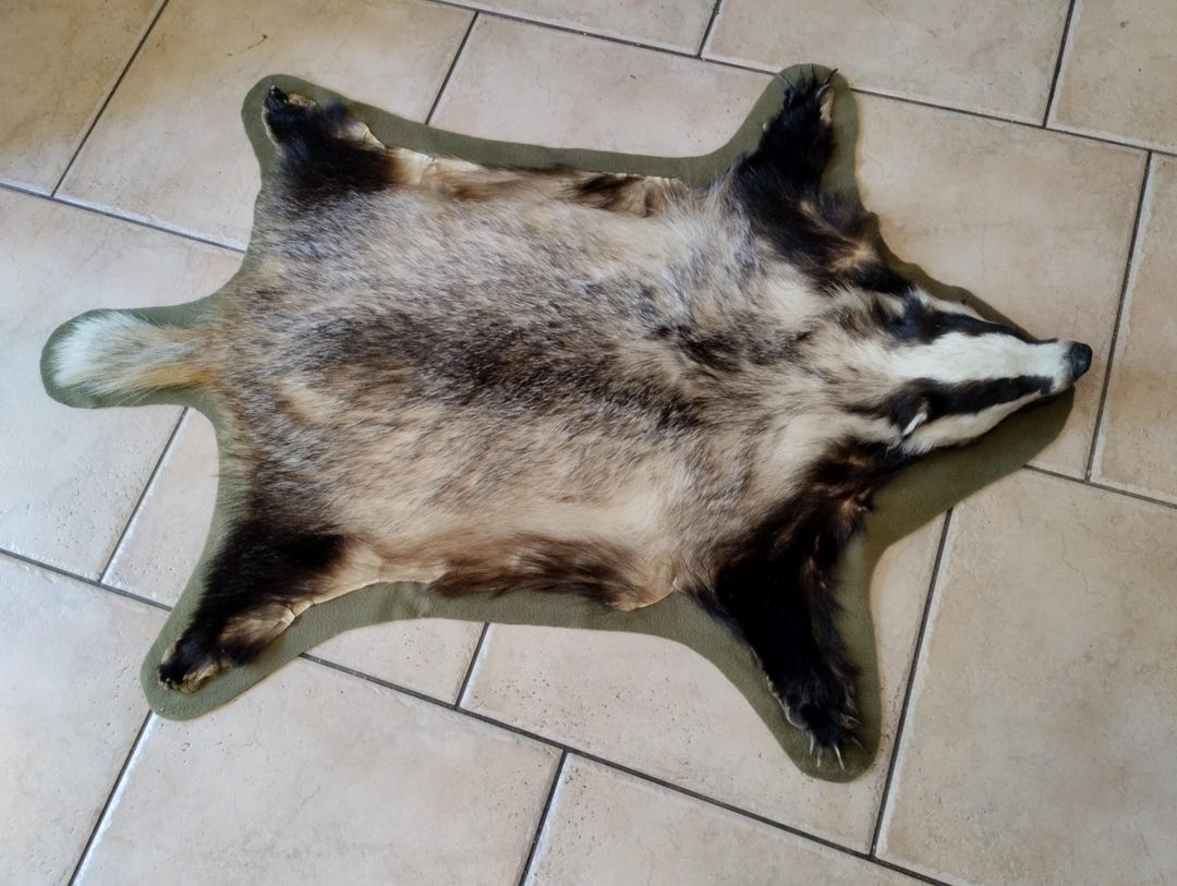 Badger Meles Meles Taxidermy Skin Ruh Shell - Etsy