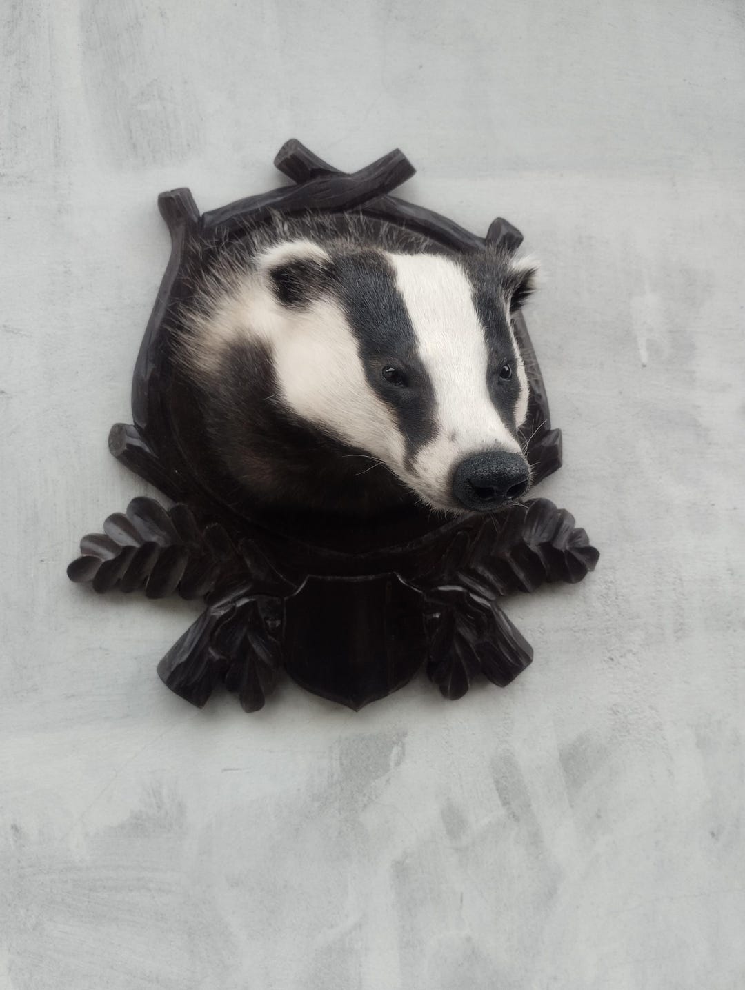 European Badger MELES MELES Taxidermy Carved Woods - Etsy