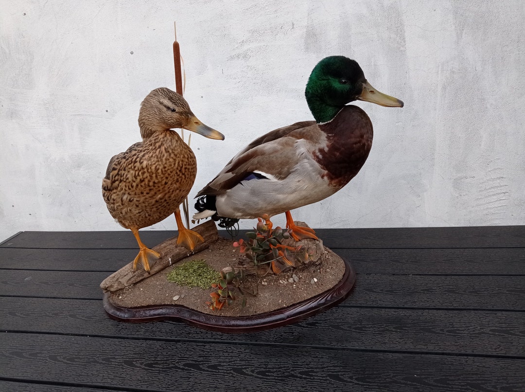 Prepared Pair of Mallard Ducks Trophies Hunting Shipping USA - Etsy