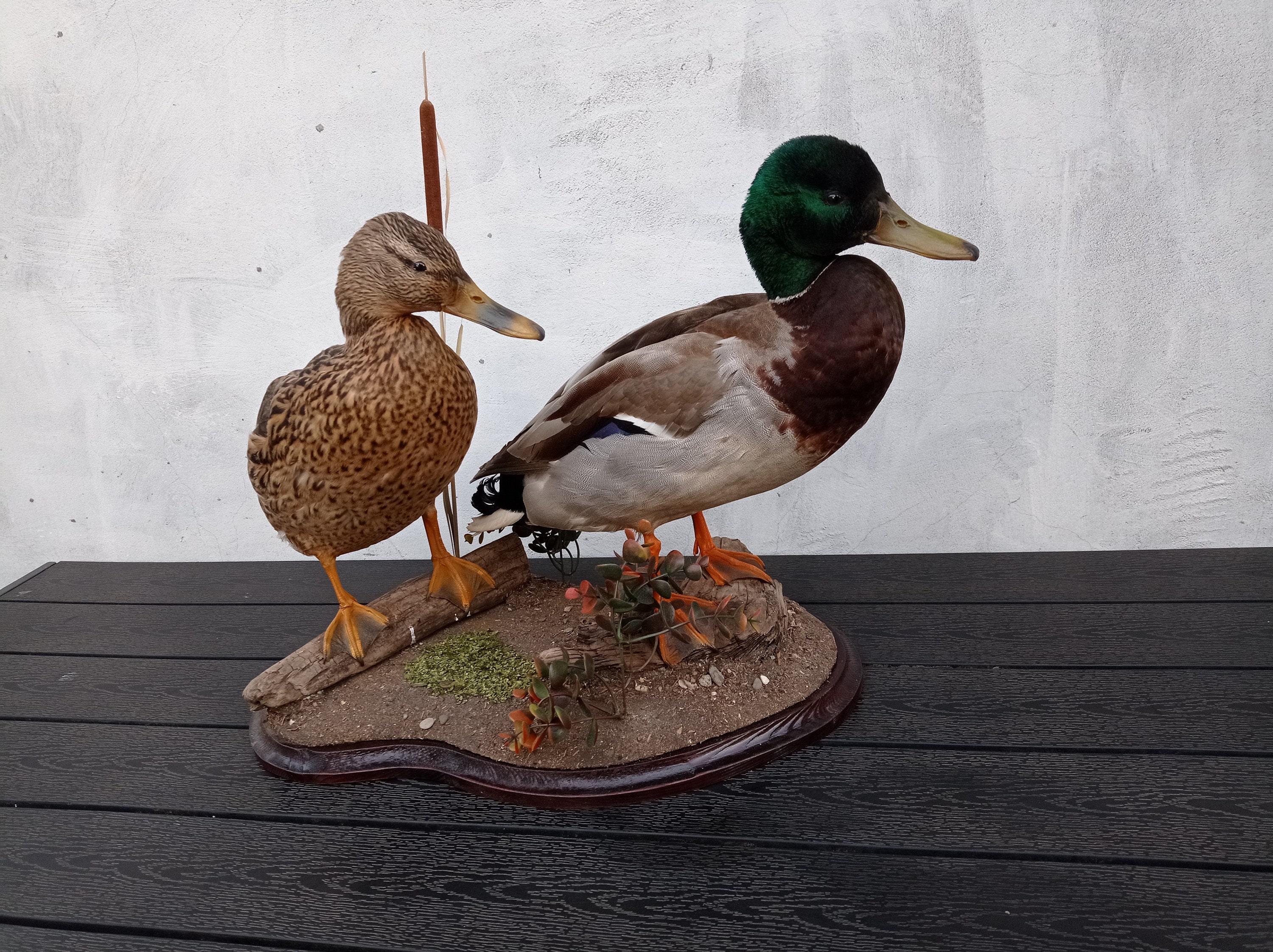 Prepared Pair of Mallard Ducks Trophies Hunting Shipping USA - Etsy