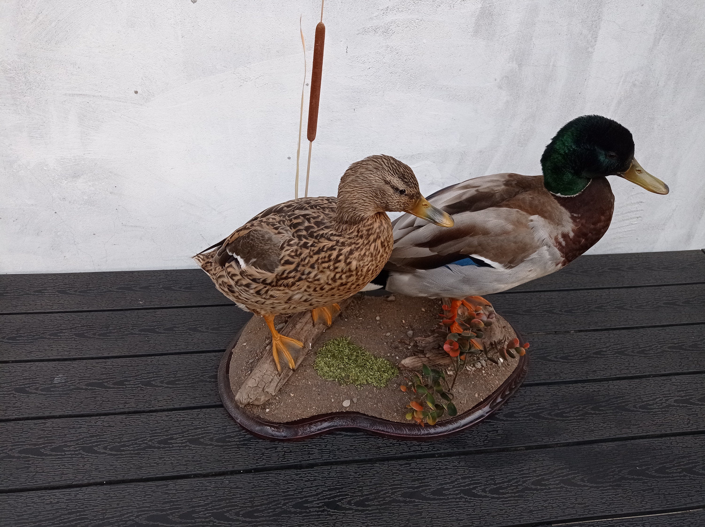 Prepared Pair of Mallard Ducks Trophies Hunting Shipping USA - Etsy
