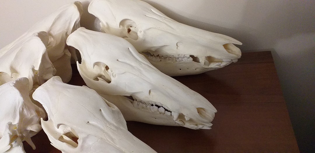 20 Scull Bones Taxidermy Decorate Educate - Etsy