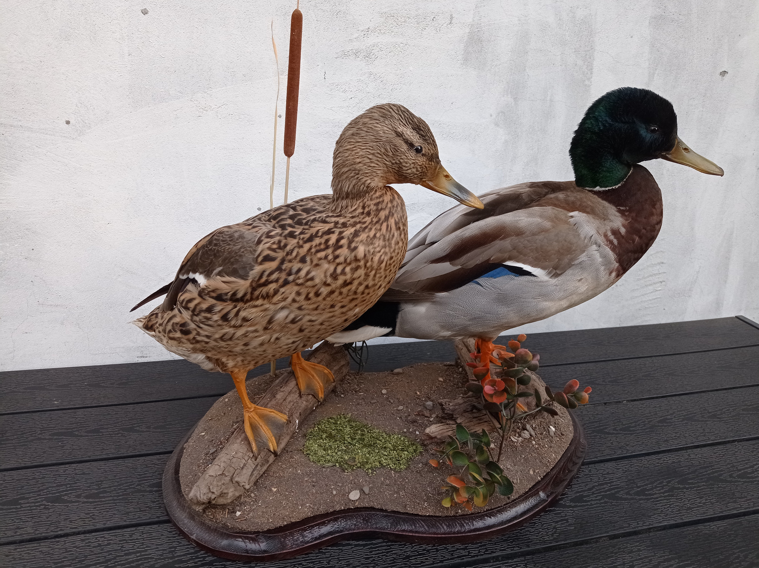 Prepared Pair of Mallard Ducks Trophies Hunting Shipping USA - Etsy