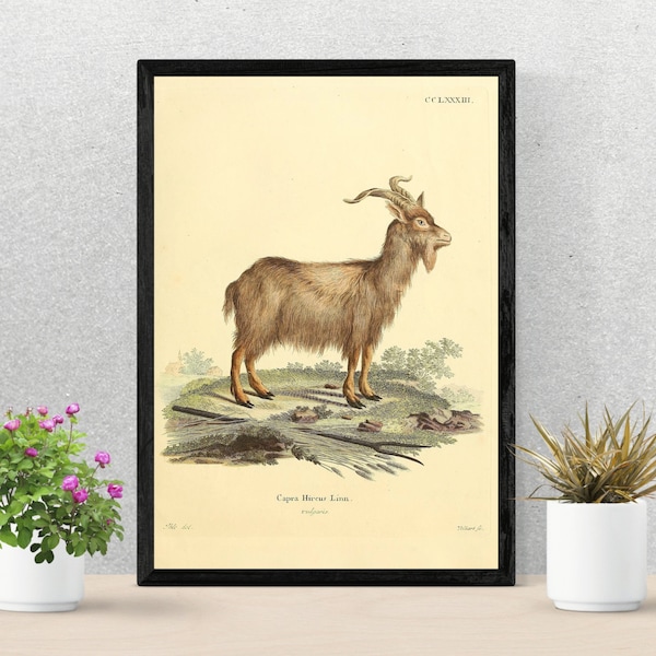 Antique Goat - Etsy
