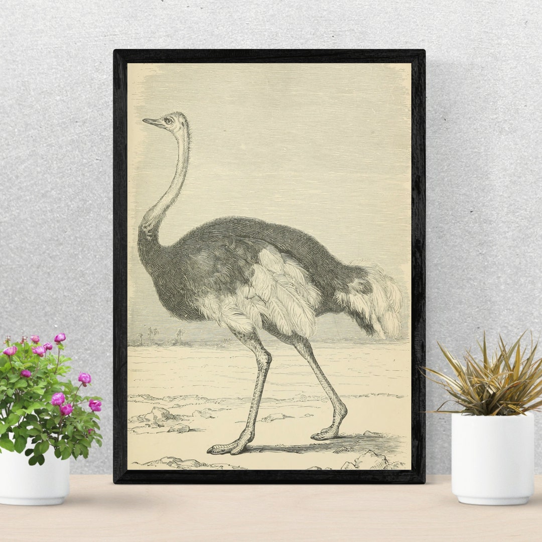 Vintage Ostrich Illustration Wall Art Antique Ostrich Print - Etsy