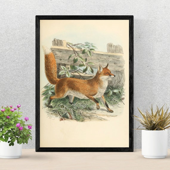 Vintage Fox Print
