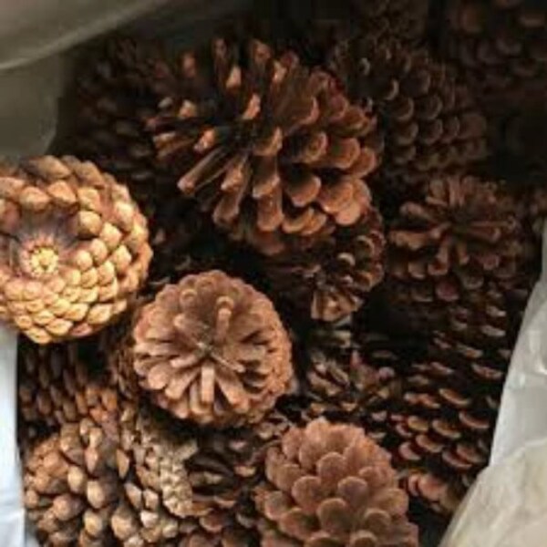 Real Pine Cones - Etsy