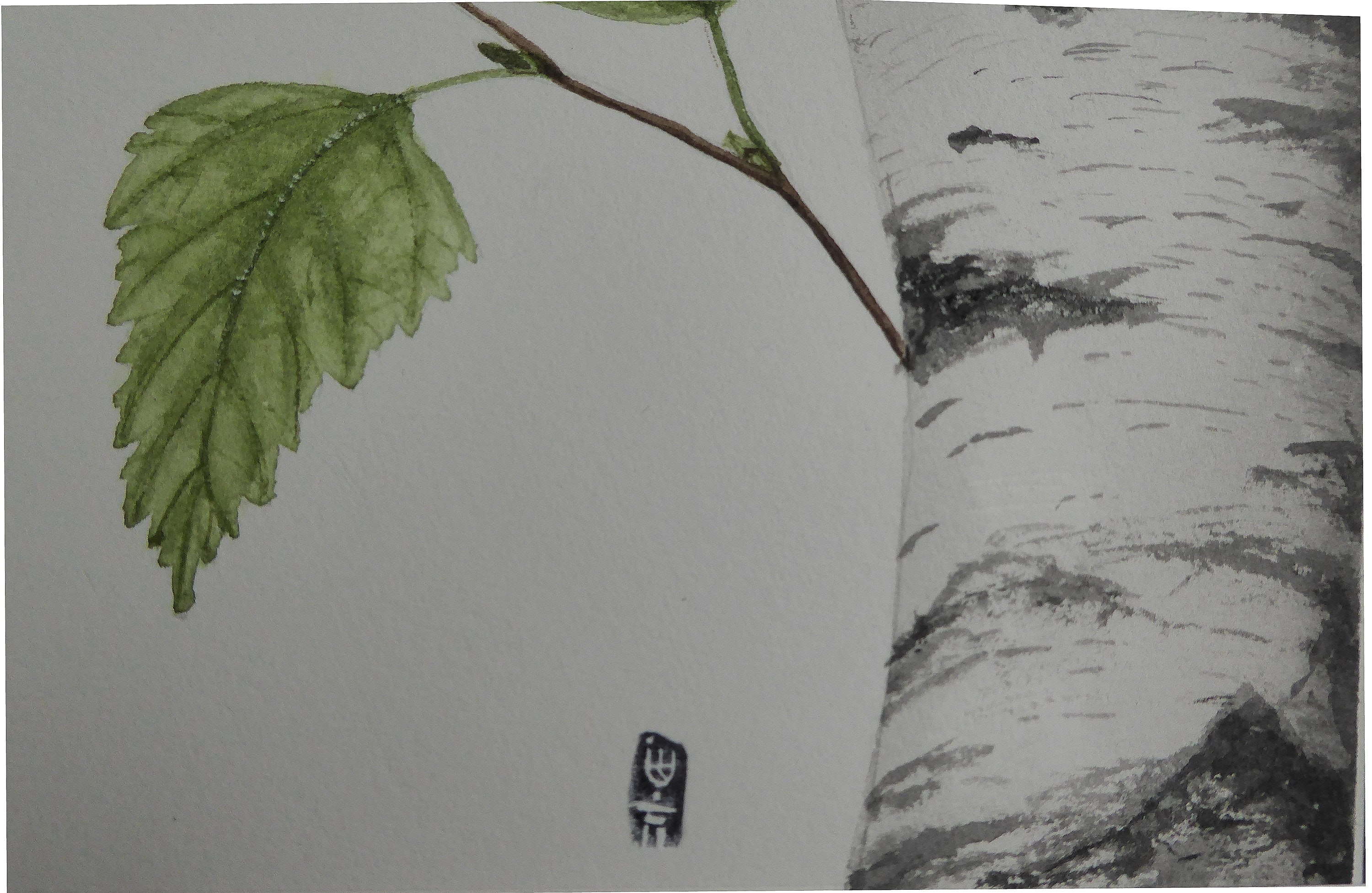 Birch, Spring, Beautiful Tree, Spring Leaf, Birch Leaves, Birch Bark ...