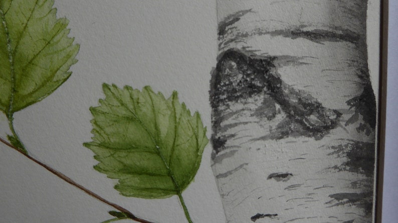 Birch, Spring, Beautiful Tree, Spring Leaf, Birch Leaves, Birch Bark ...