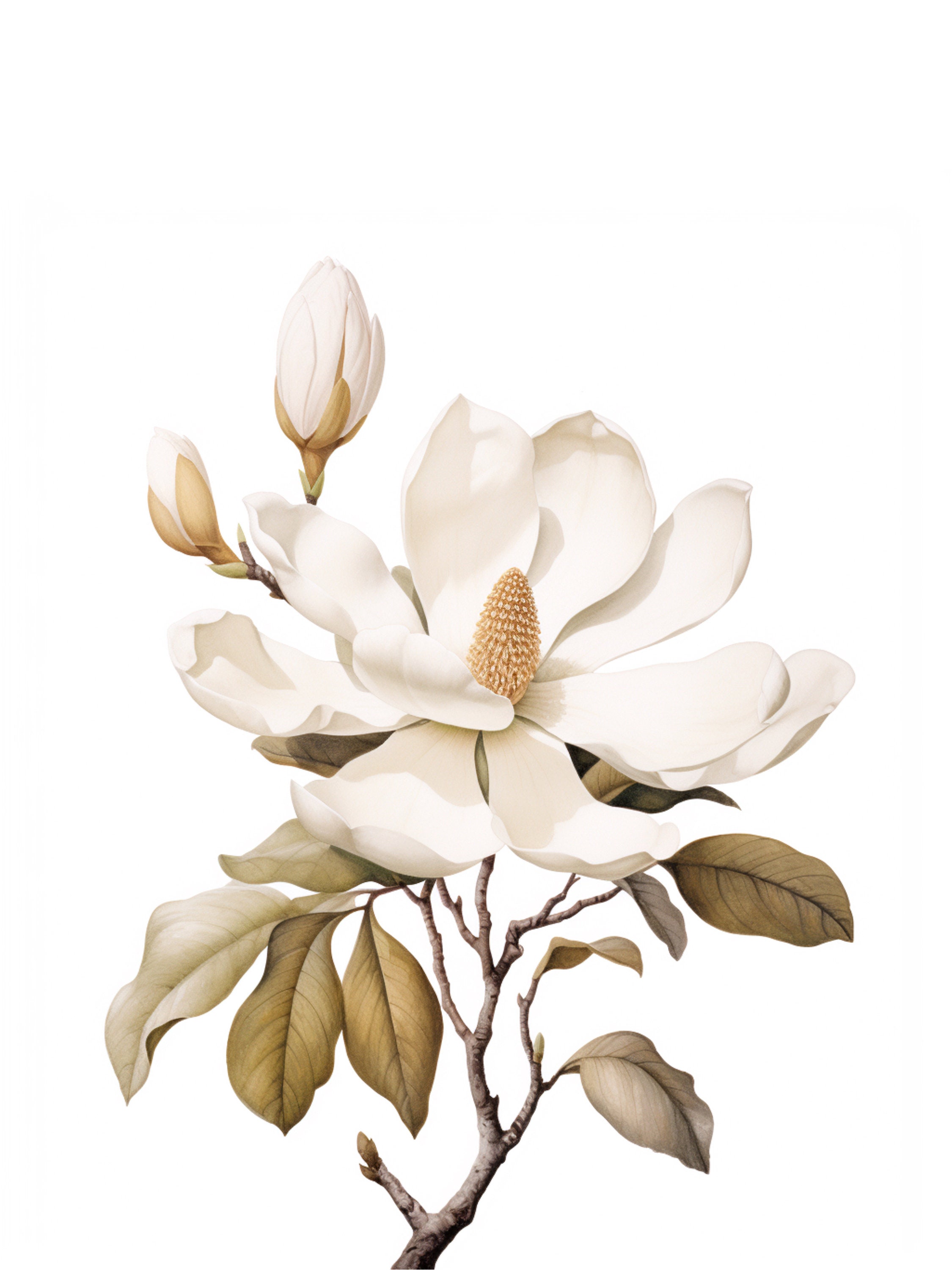 Watercolor Magnolia Flower Digital Art Print Instant Download ...