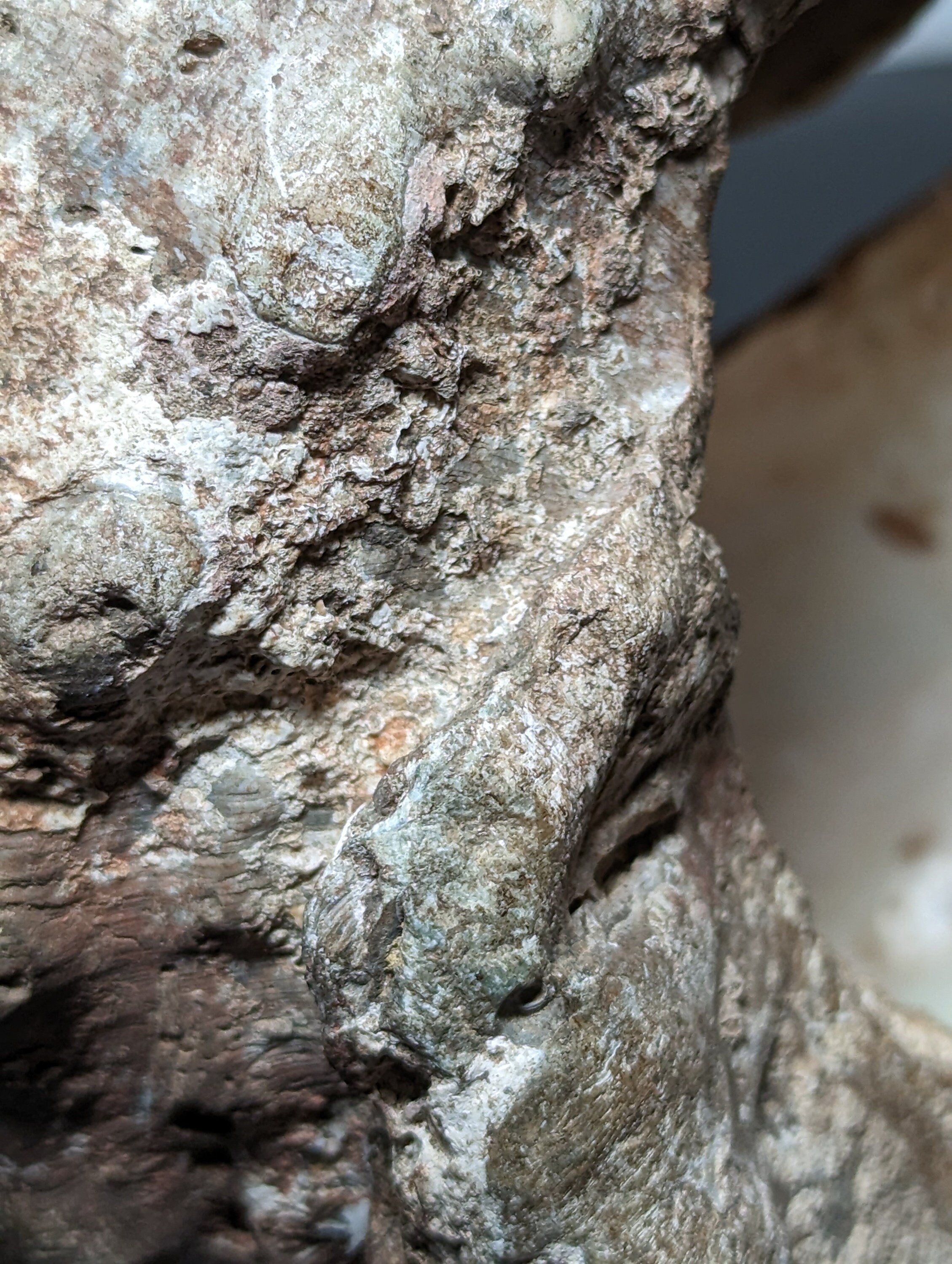 Prehistoric Sea Snail Shell From Miocene Epoch - Etsy