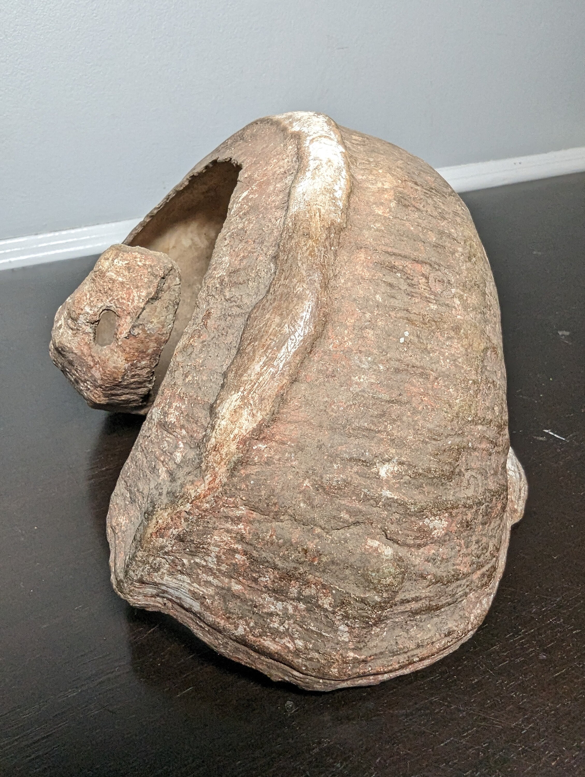 Prehistoric Sea Snail Shell From Miocene Epoch - Etsy
