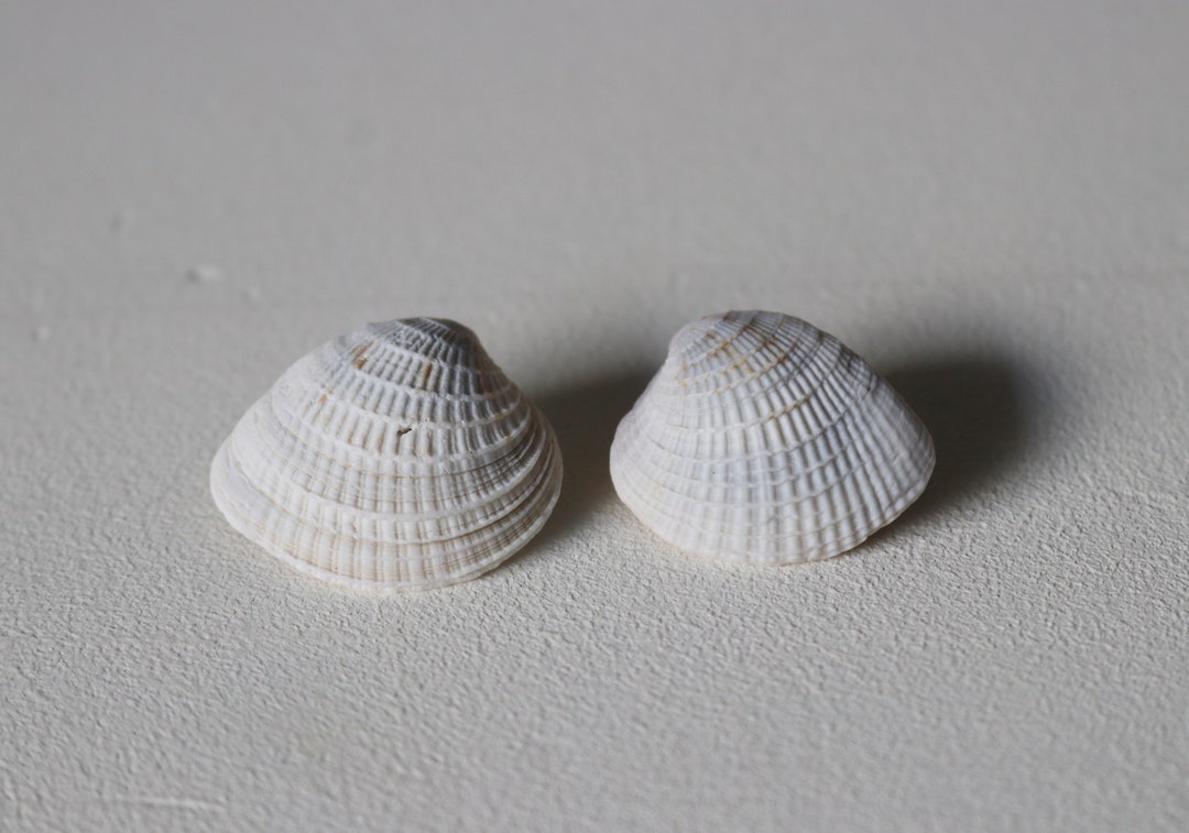 Florida Shell Studs - Etsy