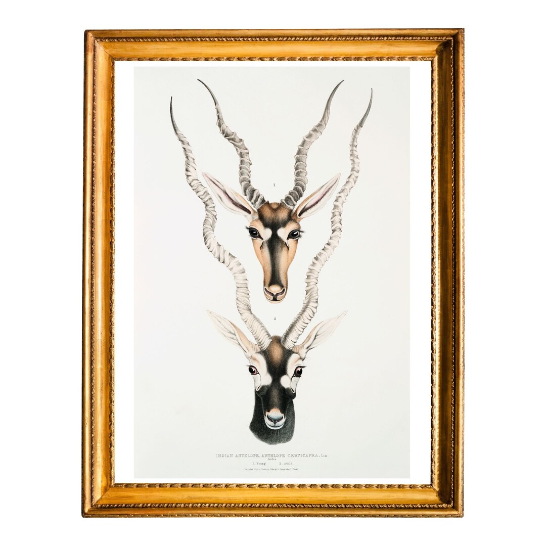 Indian Antelope Printable Art, Digital Download of Vintage Antelope ...
