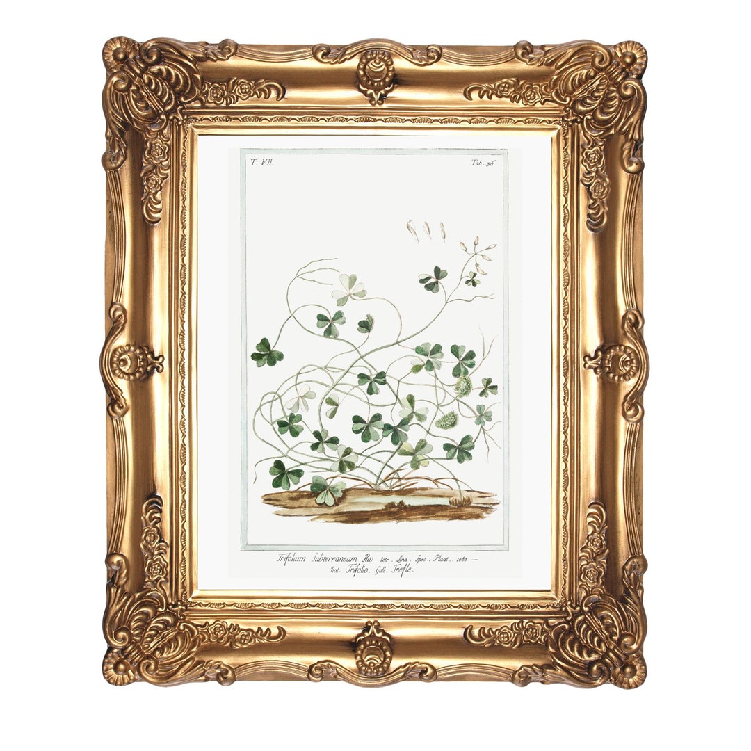 Shamrocks and Clover! Vintage Illustration Digital Download, Vintage ...