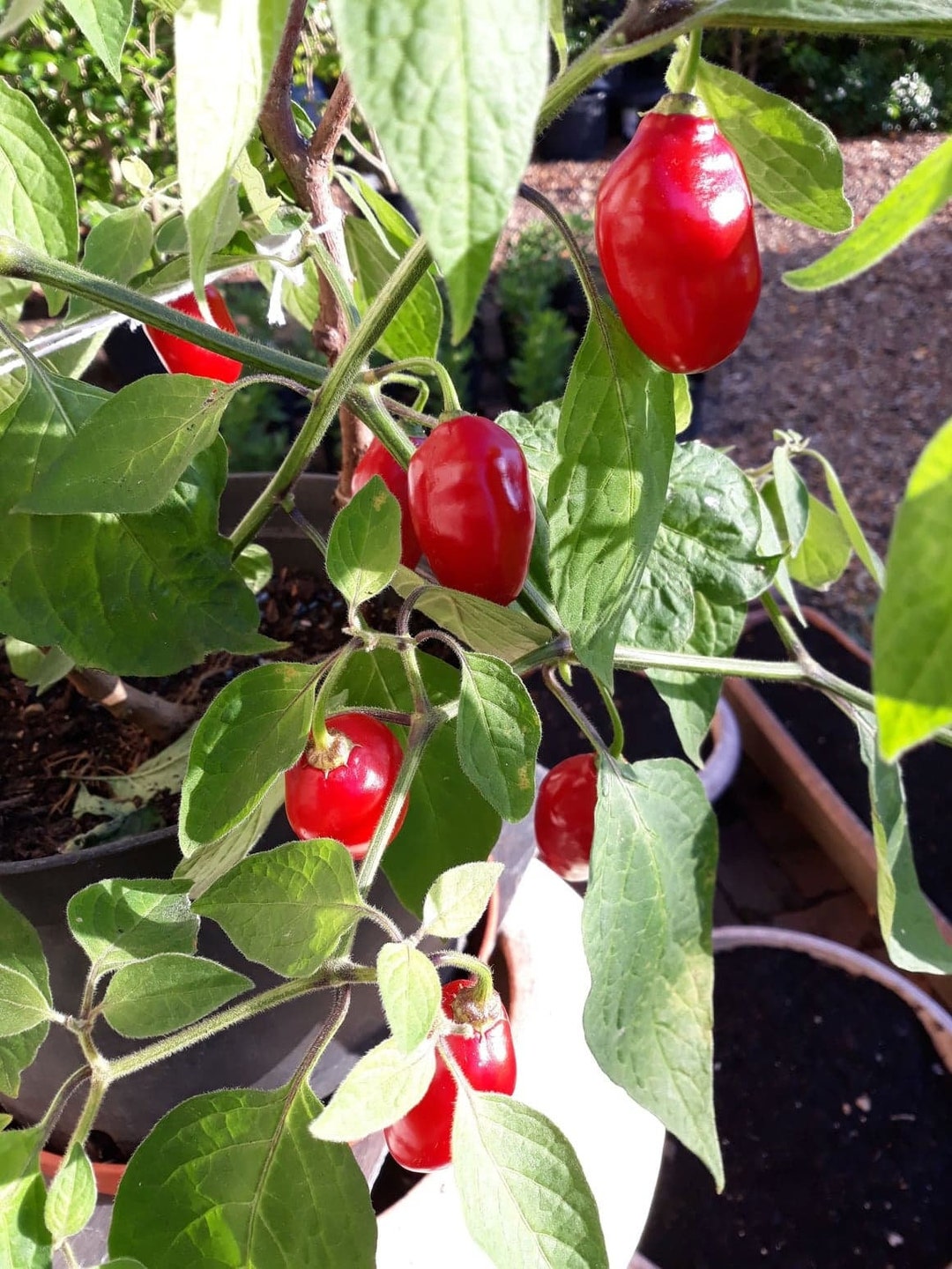 Alberto Locoto/ Rocoto Chilli Seeds - Etsy