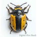 Beetle Art Prints: Realistic Insect Wall Art (digital Download) - Etsy