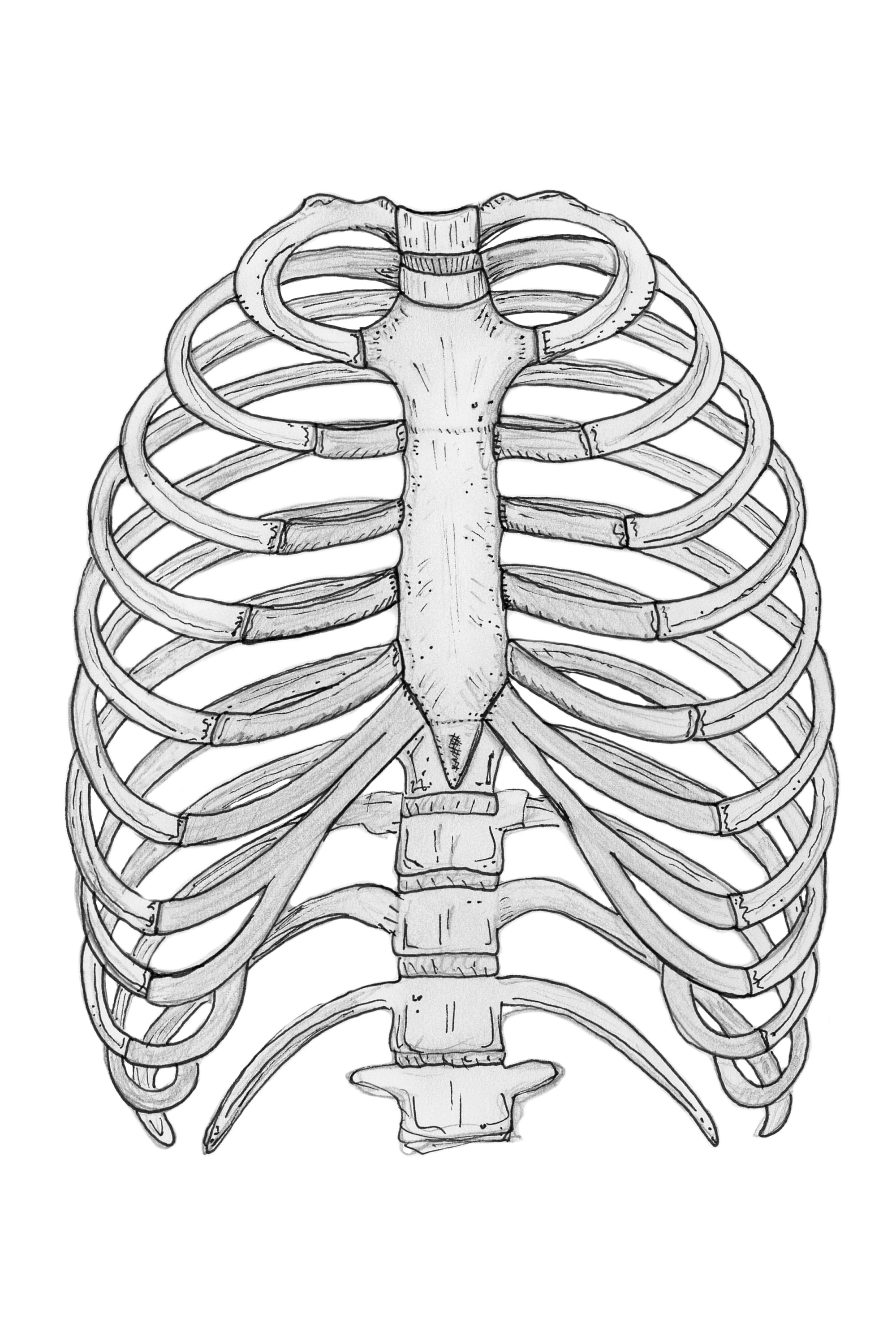 Digital Anatomy Prints, Black & White Sketch Art, Rib Art, Clinical Art ...