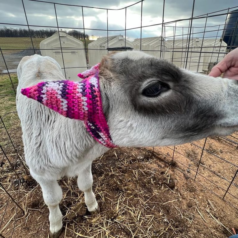 Crochet Cow Ears Pattern - Etsy