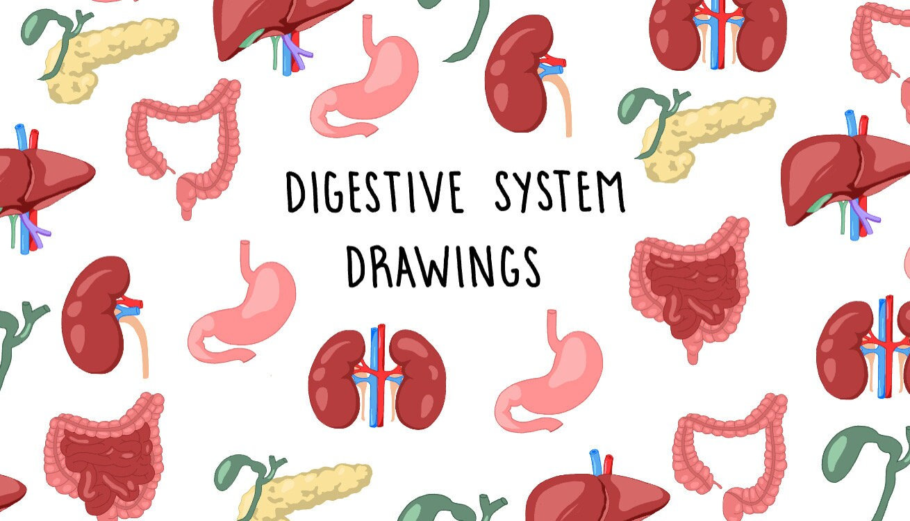 Digestive System For Kids Unlabeled