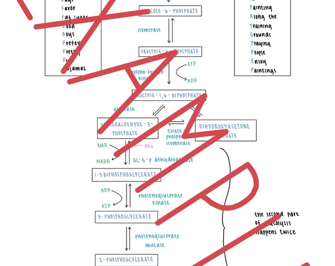 MCAT Comprehensive Biochemistry Metabolic Pathway Study Guide - Etsy Canada