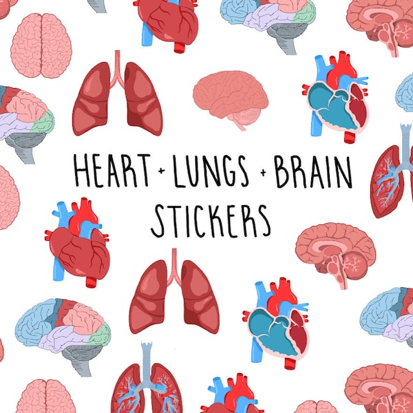 Brain Anatomy Digital Stickers - Etsy
