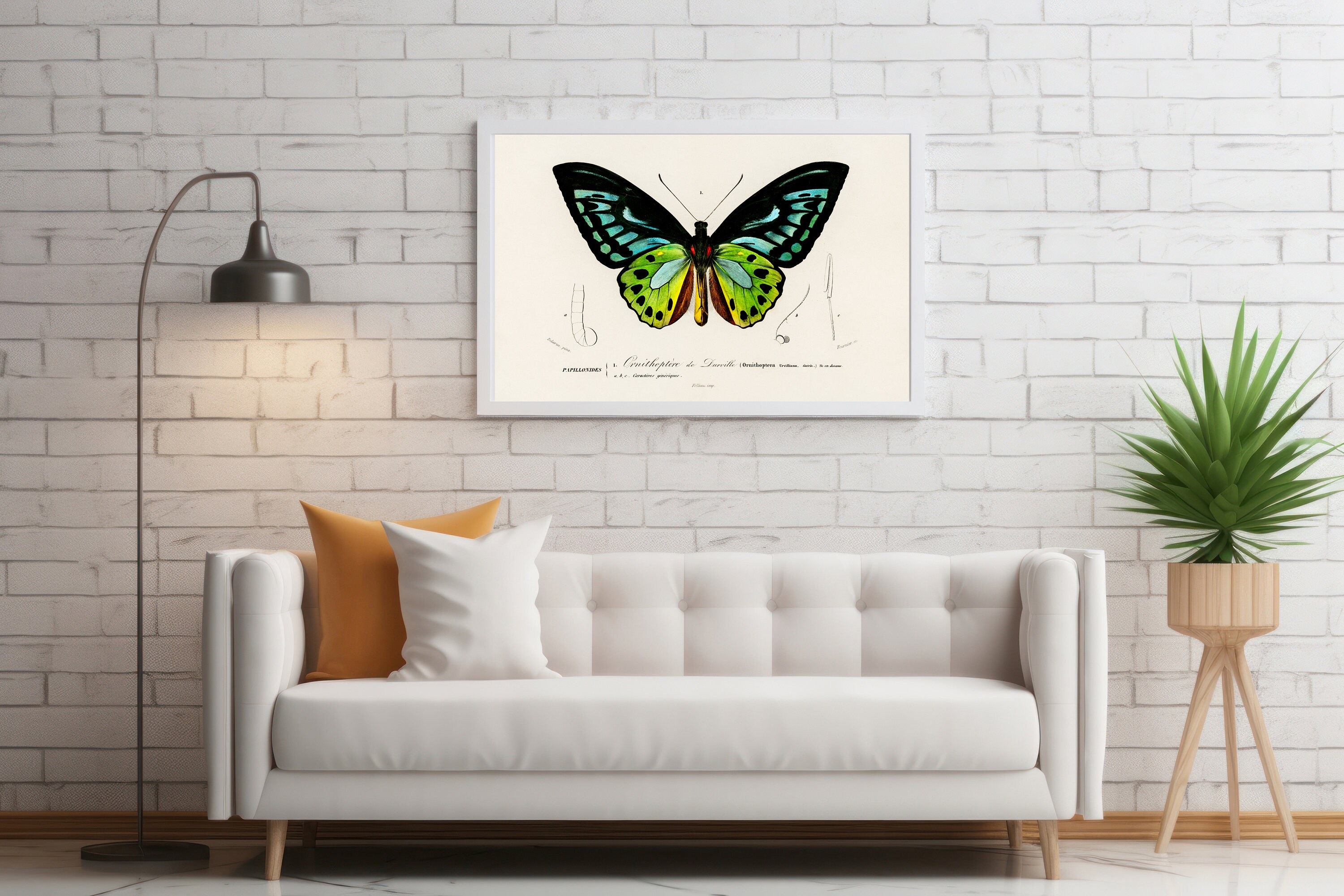 Green Birdwing by Charles D' Orbigny, Vintage Butterfly Print, Green ...