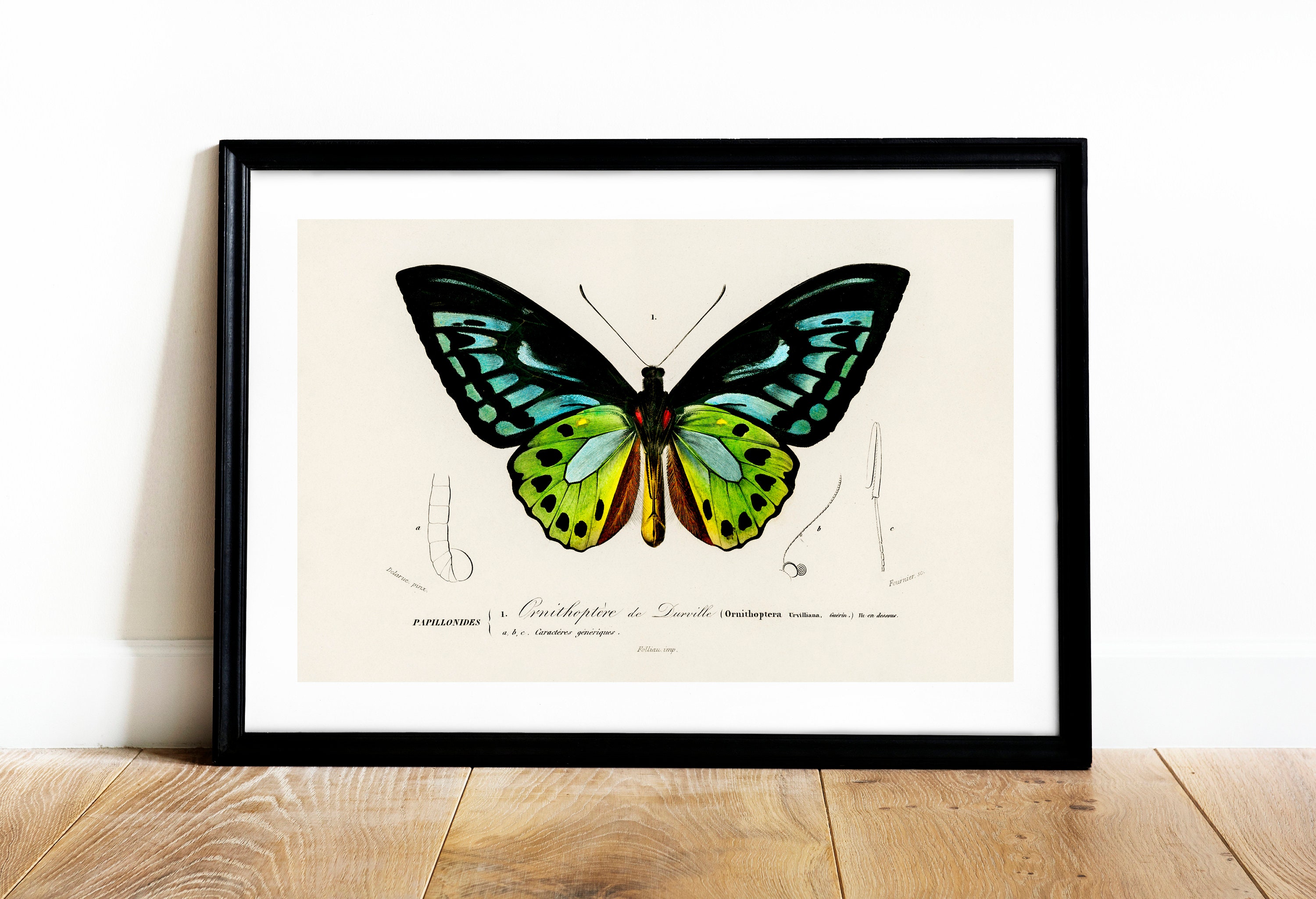 Green Birdwing by Charles D' Orbigny, Vintage Butterfly Print, Green ...