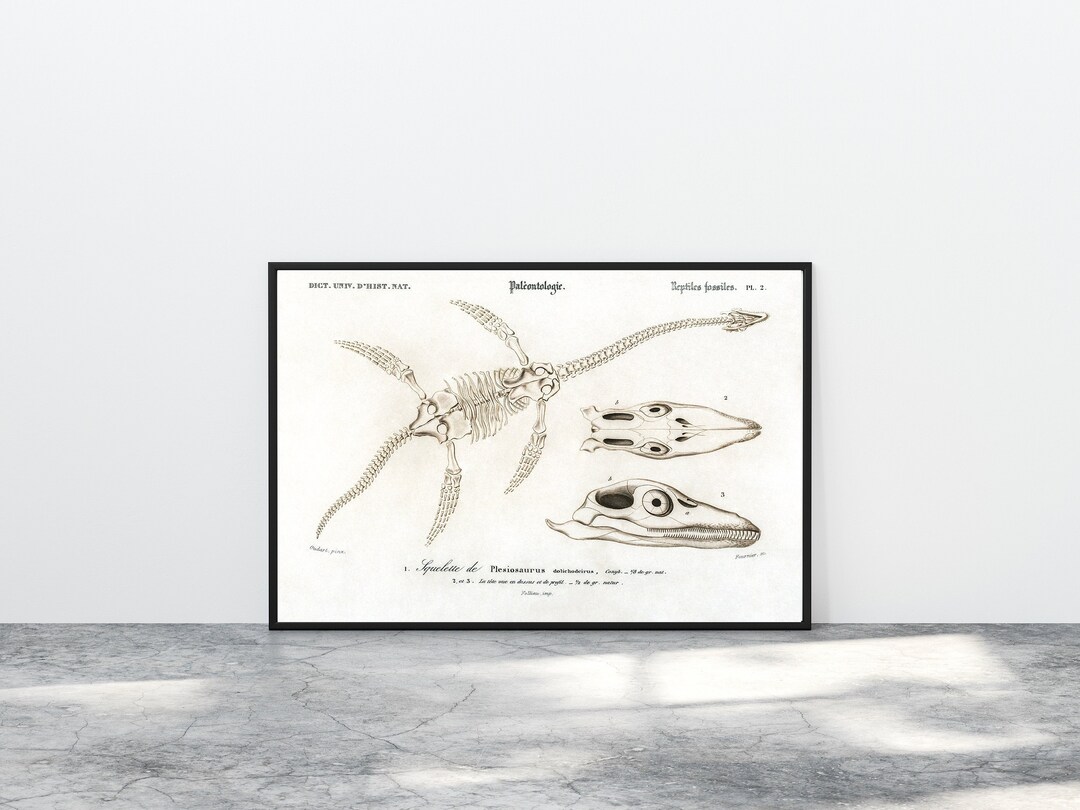 Plesiosaurus Skeleton by Charles D'orbigny (1800s) Fine Art Giclee ...