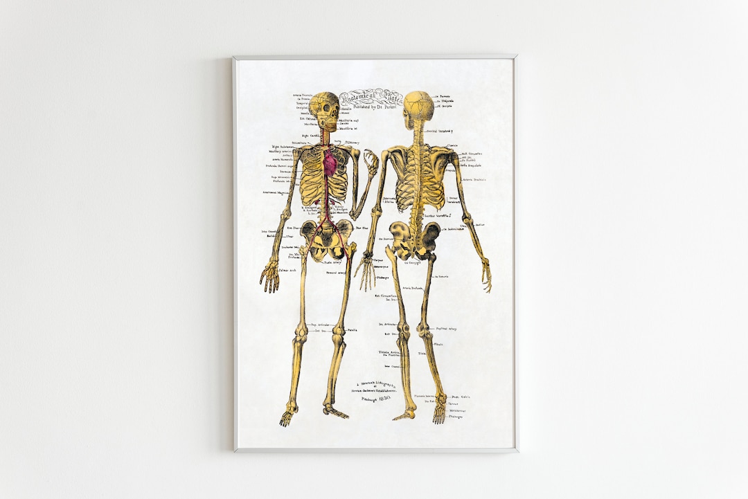 Anatomical Plates, Published by Dr. Parker, Antique Skeleton Wall Art ...