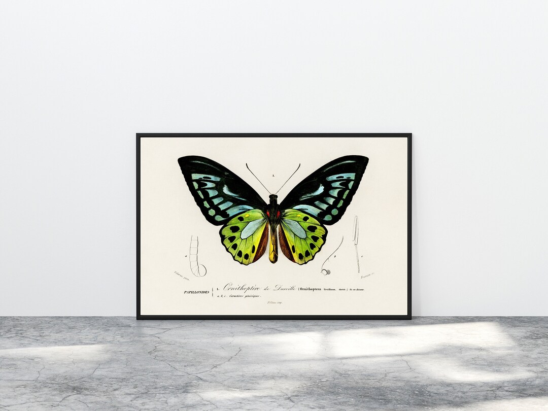 Green Birdwing by Charles D' Orbigny, Vintage Butterfly Print, Green ...