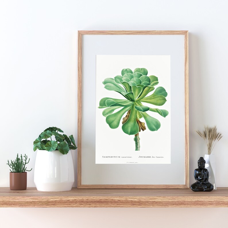 18th Century Botanical Painting of the Succulent Sempervivum Canariense ...