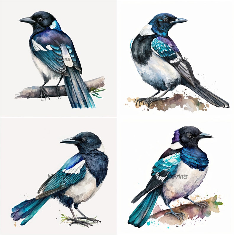 Magpie Clipart: Intriguing Detailed Bird Designs JPG Format - Etsy