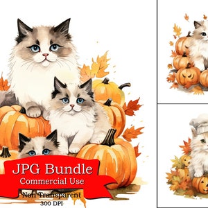Cute Ragdoll Pumpkin Patch Watercolor Clipart, Halloween, Digital ...