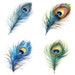Detailed Peacock Feather Watercolor Clipart ,digital Paper Crafting ...