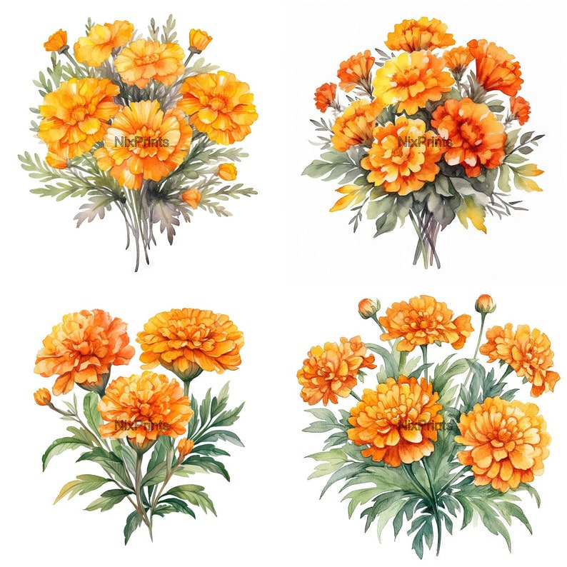 Watercolor Marigold Clipart Flower Bouquetdigital Paper - Etsy