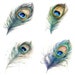 Detailed Peacock Feather Watercolor Clipart ,digital Paper Crafting ...