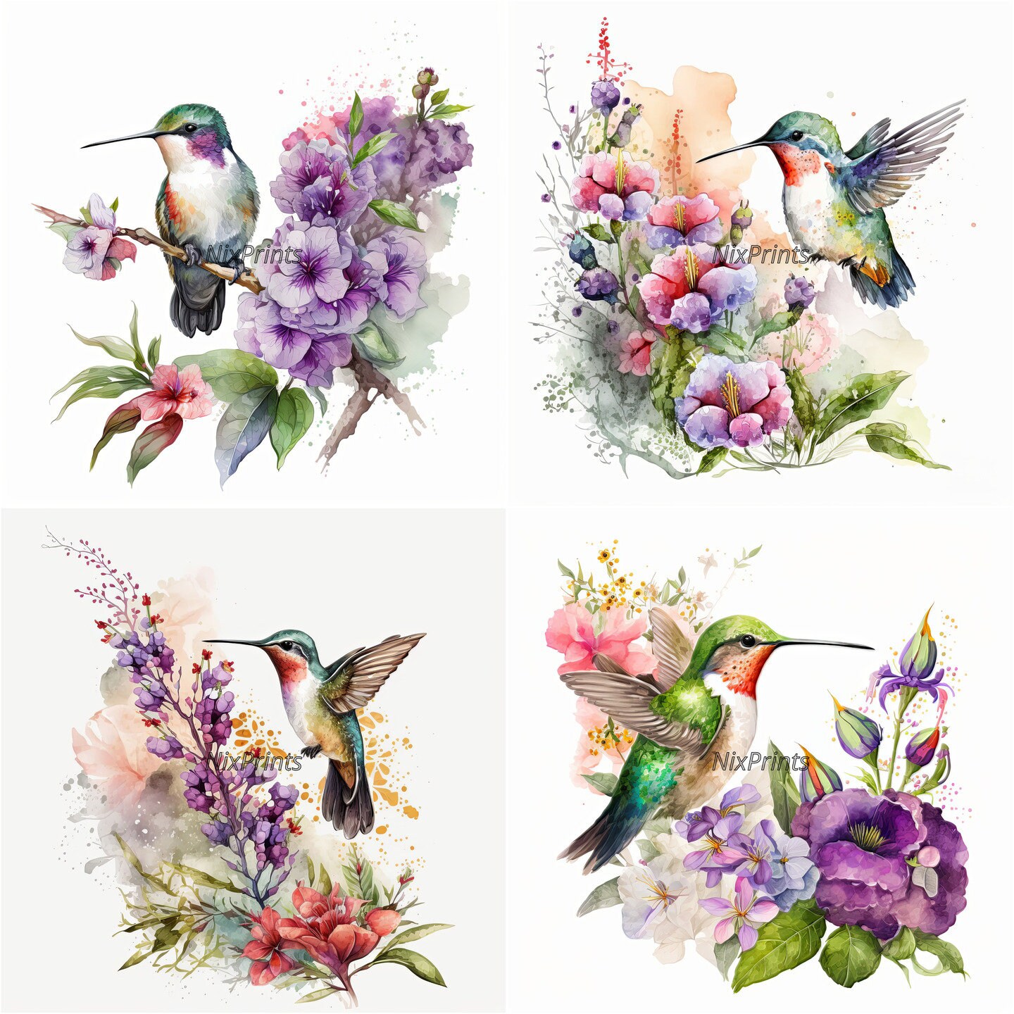 Imágenes Prediseñadas de colibrí flores de primavera y tema - Etsy México