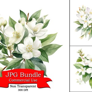 Jasmine Bouquet Watercolor Digital Clipart Digital Paper Crafting ...