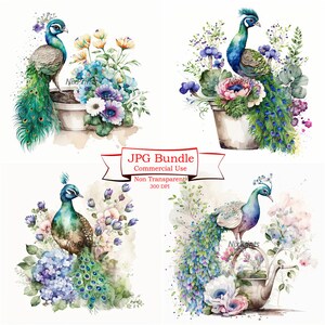 Peacock Spring Flowers Clipart for Commercial Use, 300dpi High-quality ...