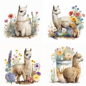 Baby Llama Cria Clipart, Spring Flowers & Gardening Theme, High Quality ...