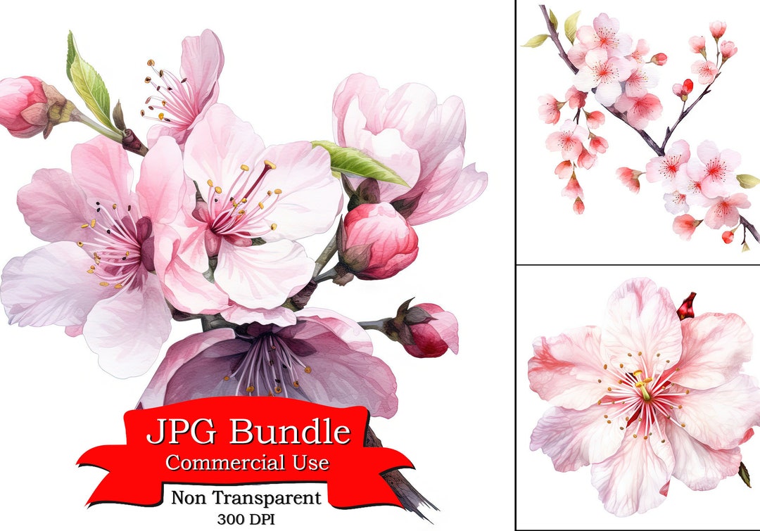 Japanese Cherry Blossom Sakura Flower Clipart, JPG Format,digital Paper ...