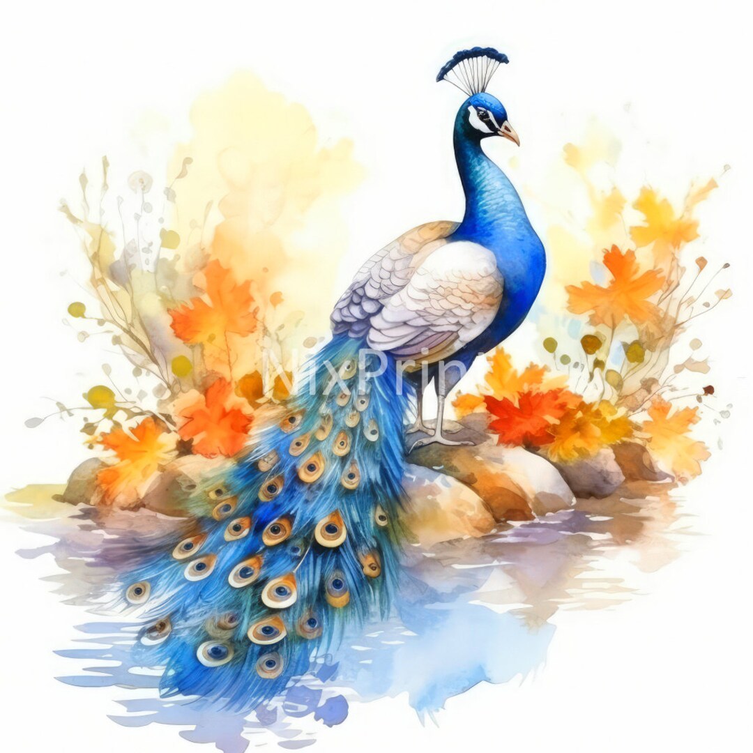 Peacock Autumn River Clipart, Bird Clipart, Watercolor for Invites ...