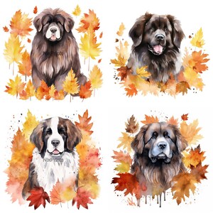 Newfoundland Fall Foliage Clipart, Dog Clipart,images for Cutting ...