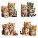 Commercial Use Kitten Clipart high Quality Digital Cliparts in 300 DPI ...