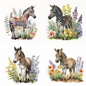 Baby Zebra Foal Clipart Set, Spring Flowers and Gardening Theme, 300 ...