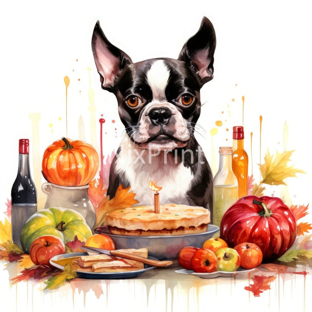 Cute Boston Terrier Dog, Thanksgiving Themes, Family Dinner Scenes ...